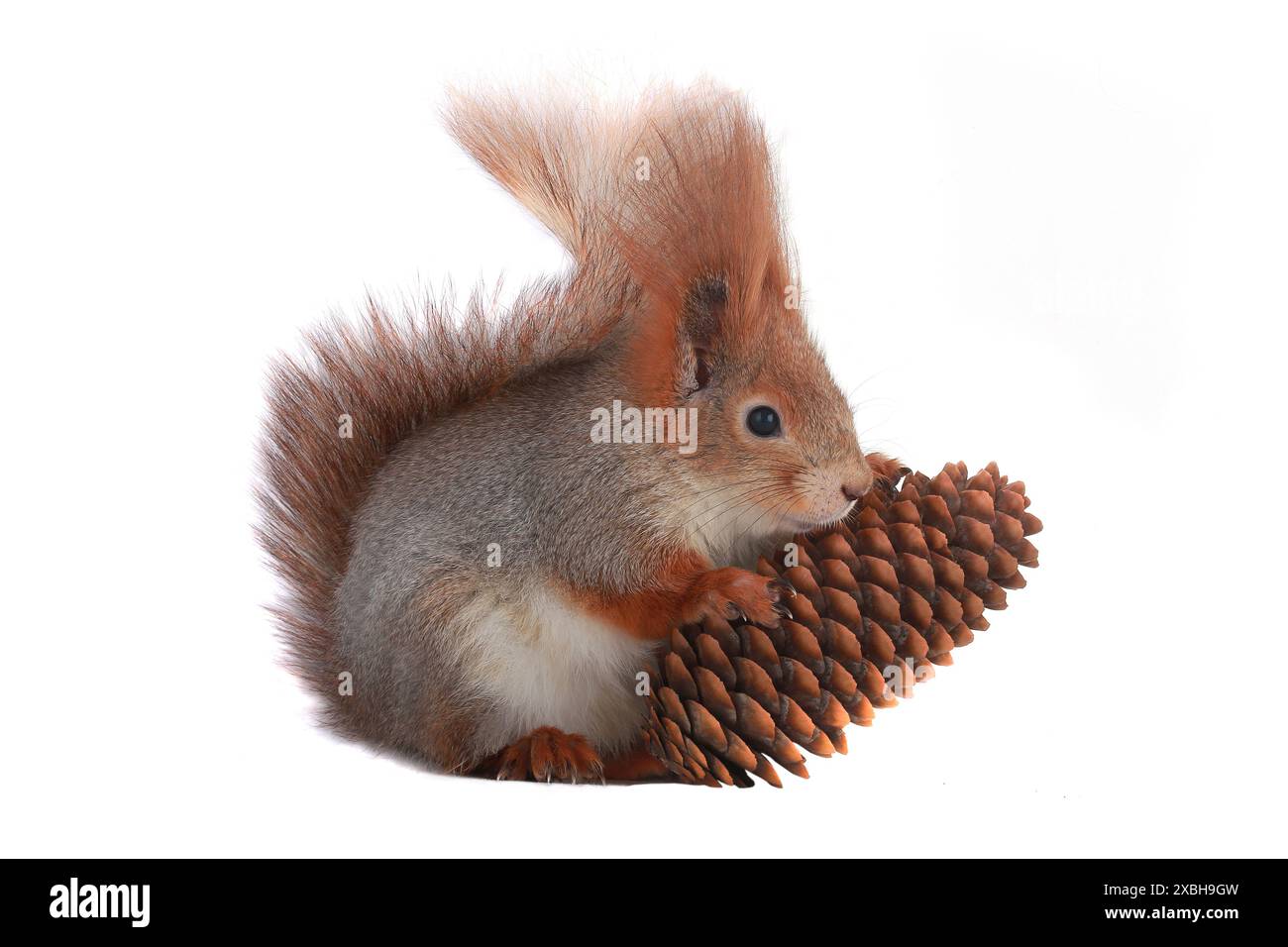 squirrel with the cone on a white background Stock Photo - Alamy