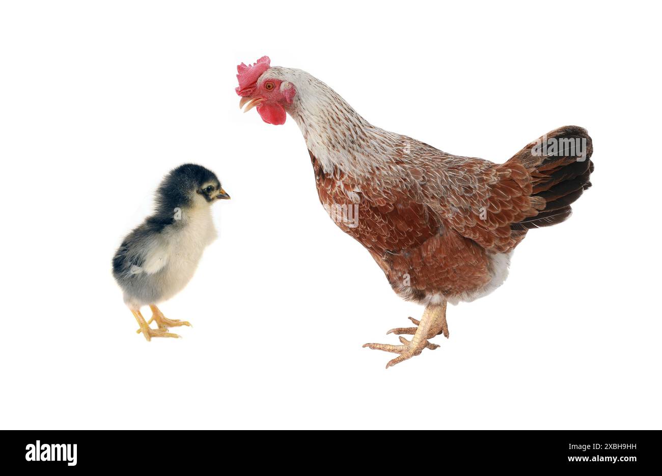 Closeup shot brown hen hi-res stock photography and images - Alamy