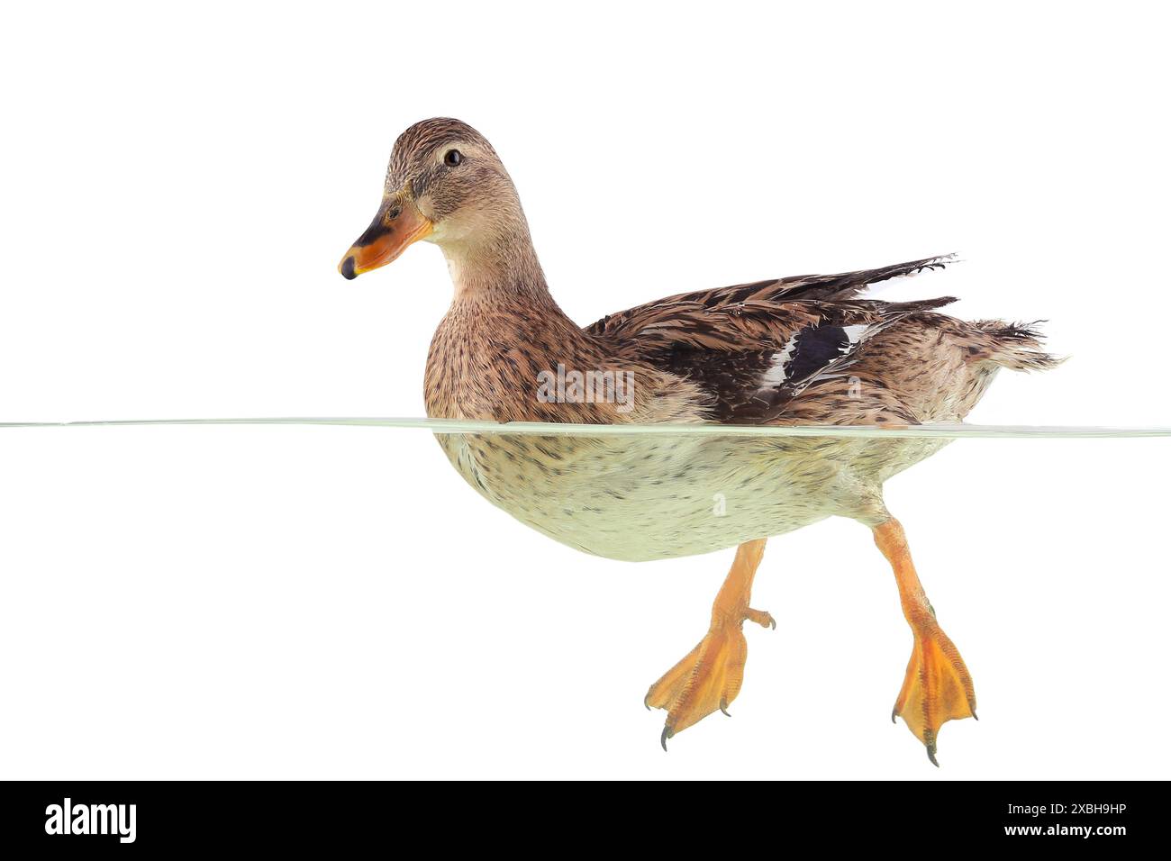 wild duck floats on water Stock Photo - Alamy