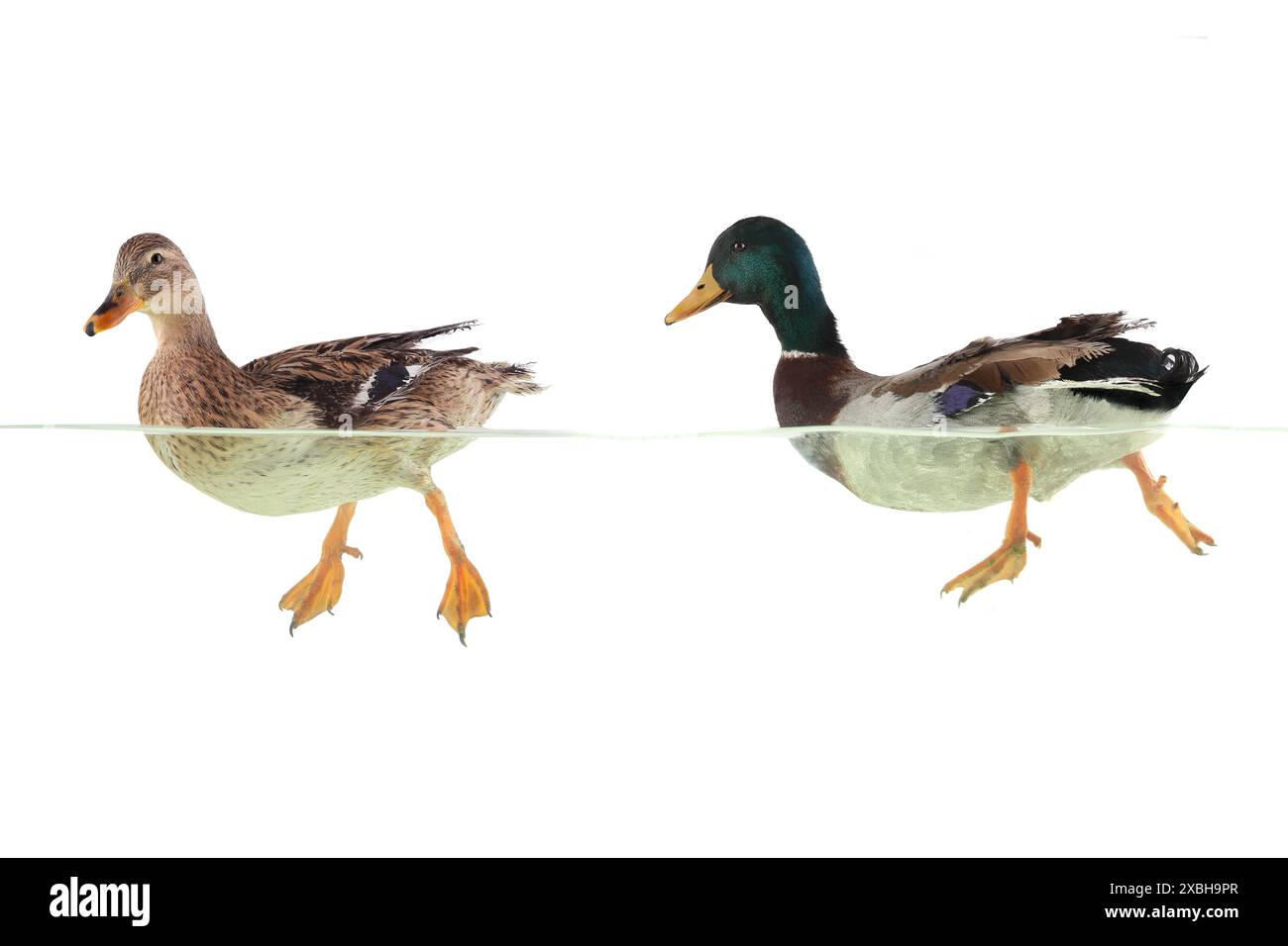 wild duck floats on water Stock Photo - Alamy