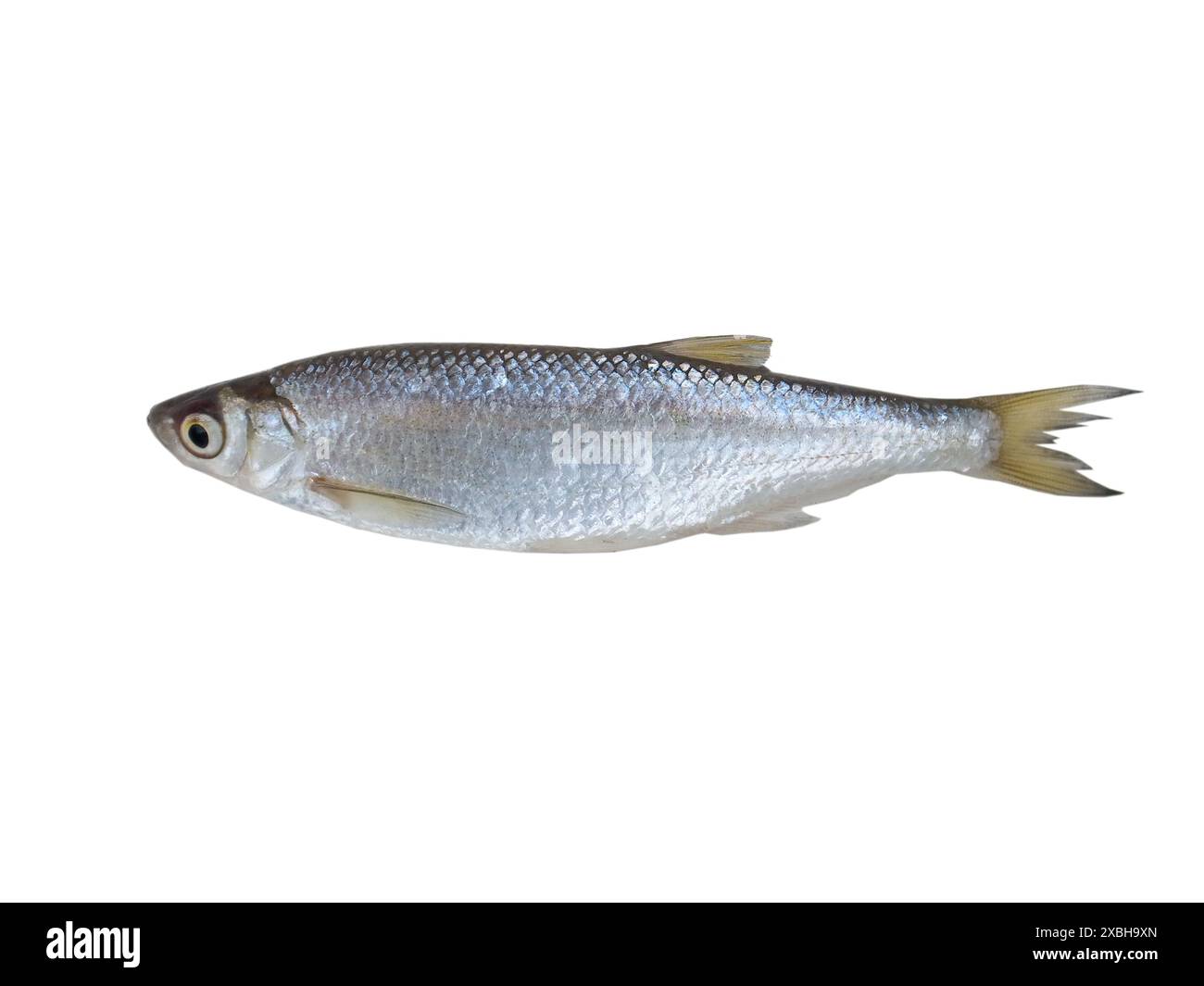 ablet (Alburnus alburnus) on a white background Stock Photo - Alamy