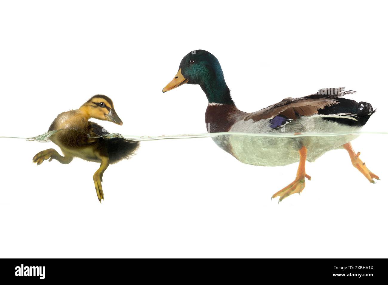 wild duck floats on water Stock Photo - Alamy