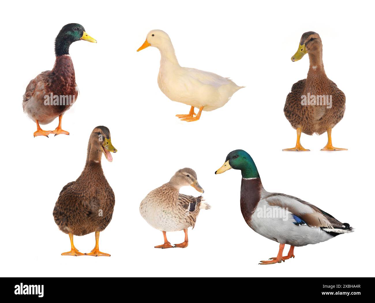 duck on a white background Stock Photo - Alamy