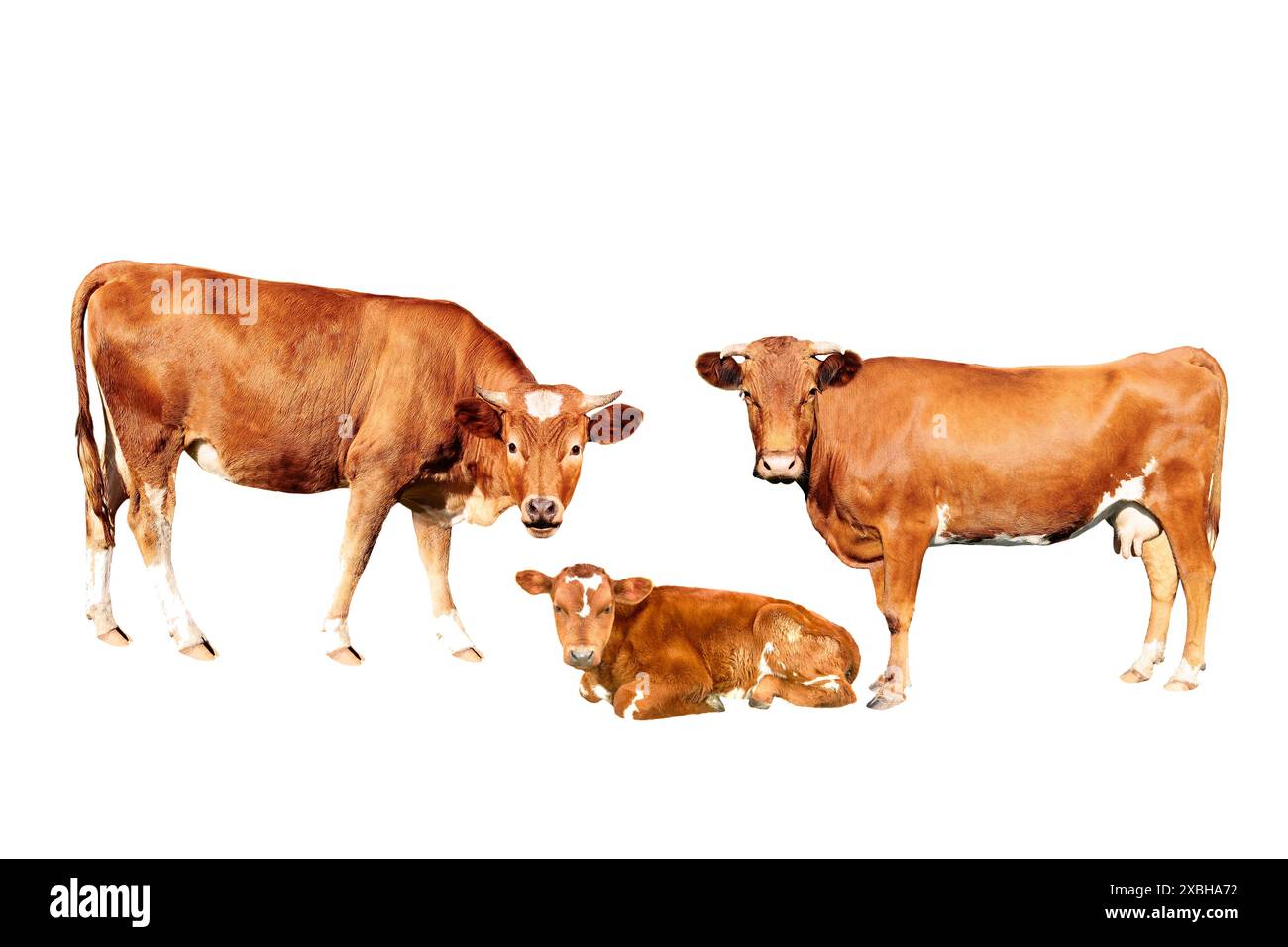 Bull snout Cut Out Stock Images & Pictures - Alamy