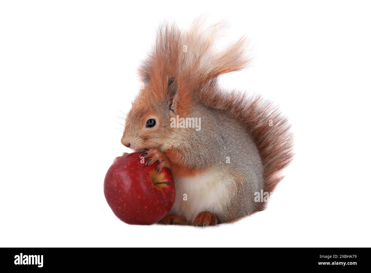 squirrel with apple on a white background Stock Photo - Alamy