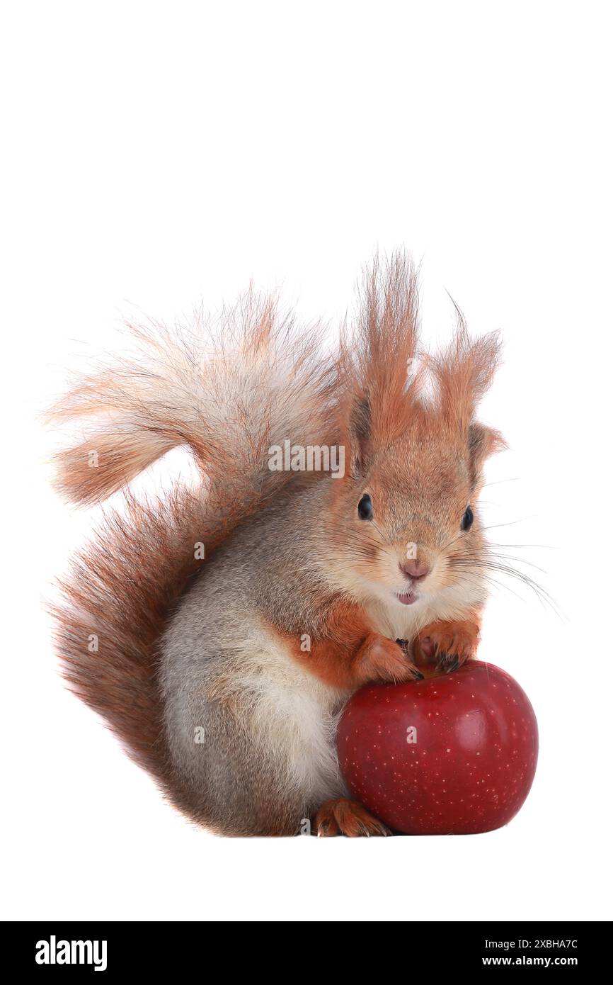 squirrel with apple on a white background Stock Photo - Alamy