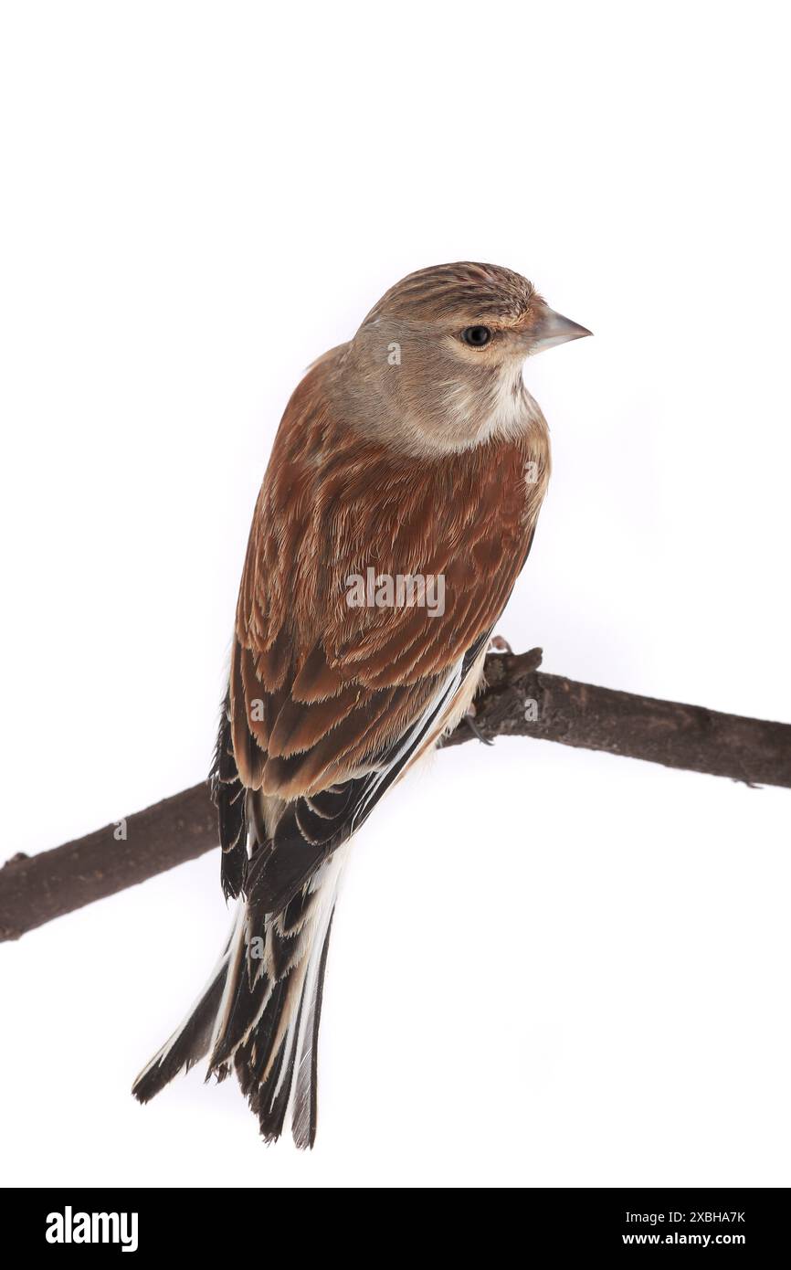 linnet on a white background Stock Photo - Alamy
