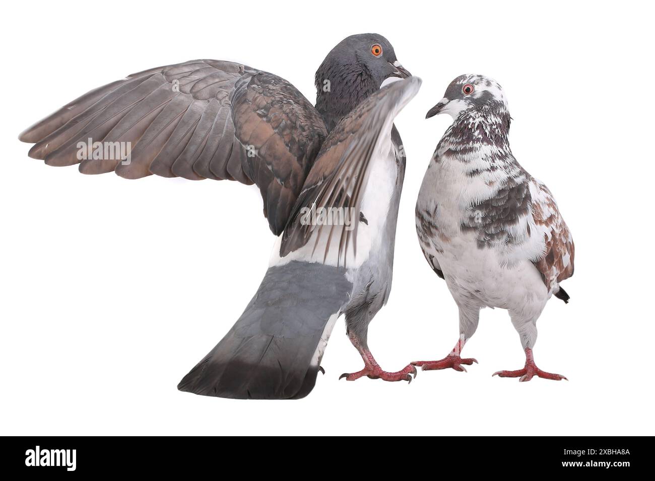 Pigeons head Cut Out Stock Images & Pictures - Alamy