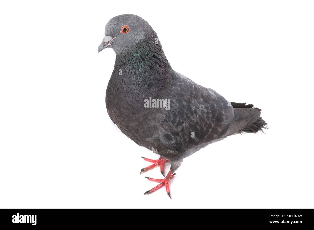 Black dove hi-res stock photography and images - Alamy