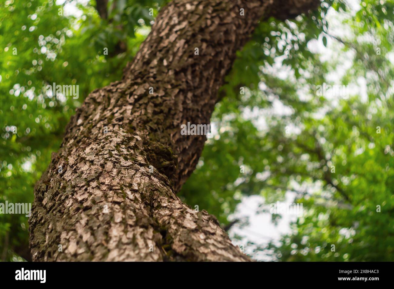 A tree trunk with a curve and a slope. The texture of the bark is ...