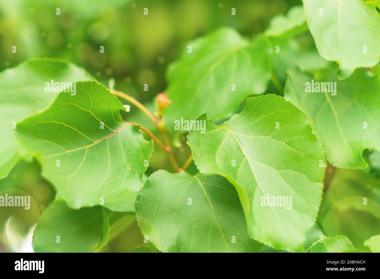 Soft plant shadows create abstract hi-res stock photography and images - Alamy