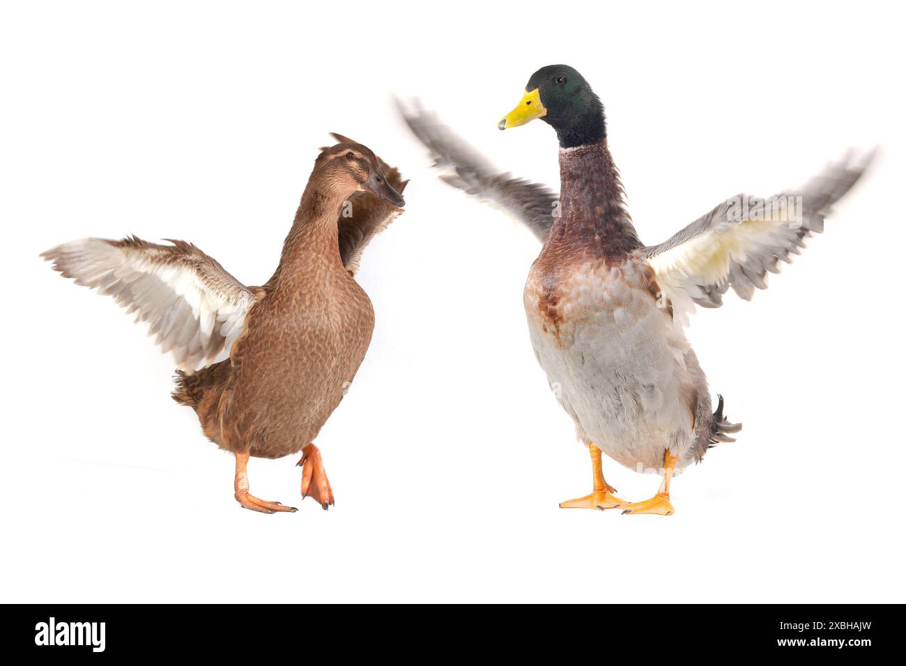 two duck with raspusheny wings in studio Stock Photo - Alamy
