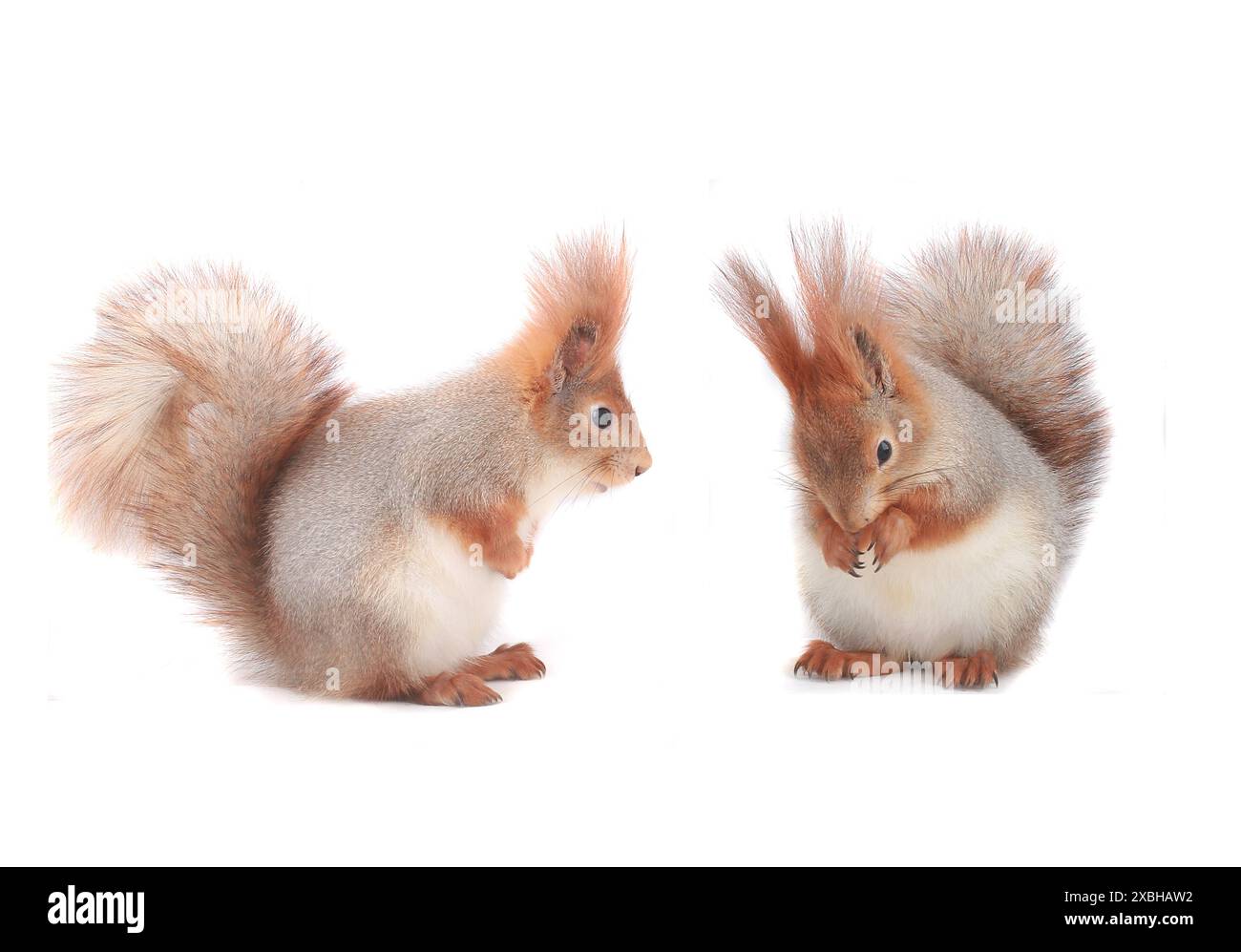 two little squirrel eats hazelnut on a white background Stock Photo - Alamy
