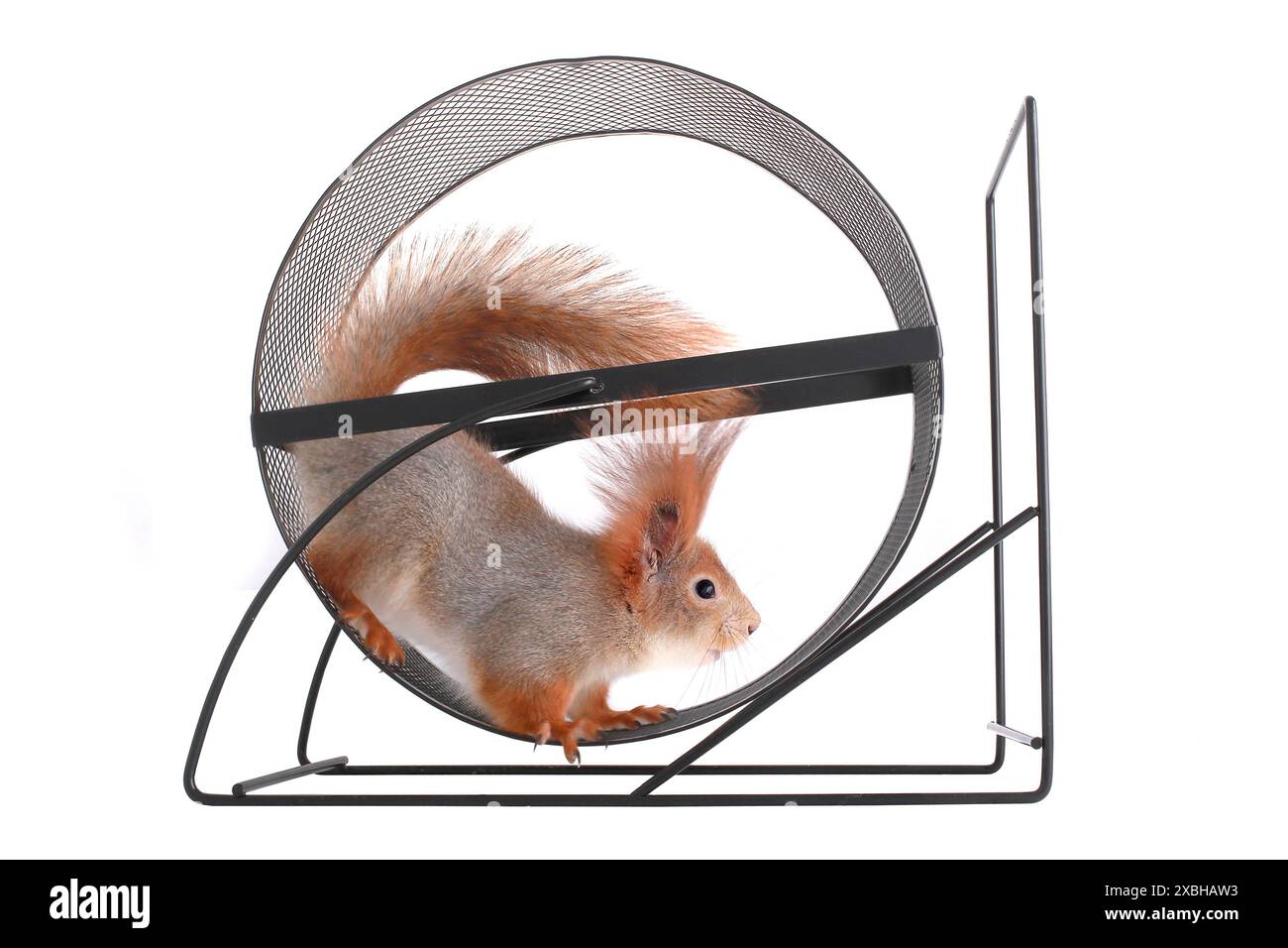 squirrel runs in a wheel on a white background Stock Photo - Alamy