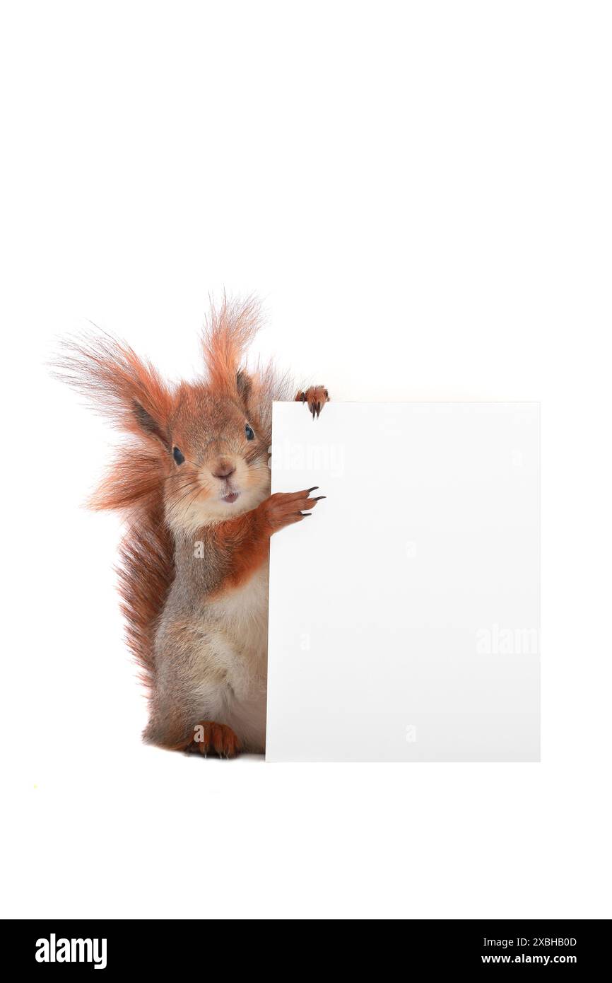 squirrel with sheet for a text writing Stock Photo - Alamy