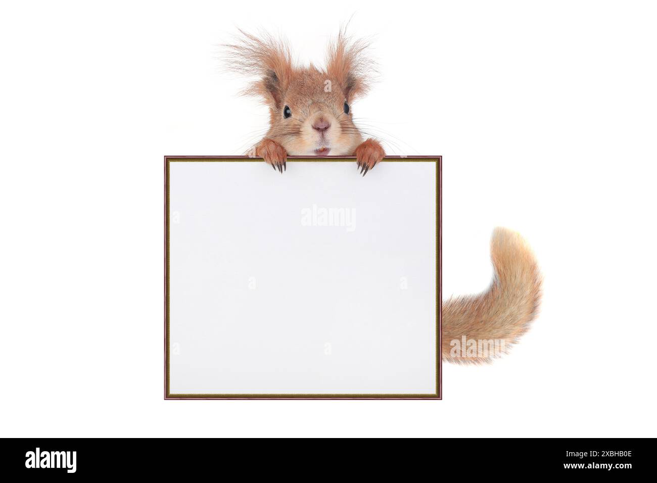 Cute little sitting squirrel Cut Out Stock Images & Pictures - Alamy