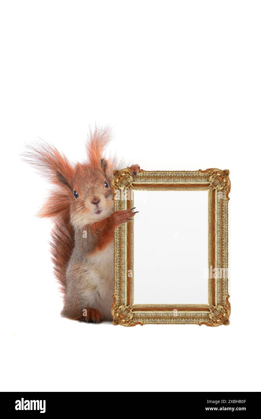 squirrel with sheet for a text writing Stock Photo - Alamy