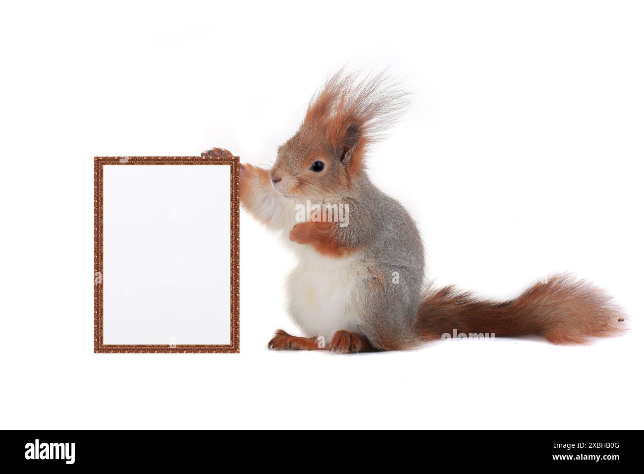 squirrel with sheet for a text writing Stock Photo - Alamy