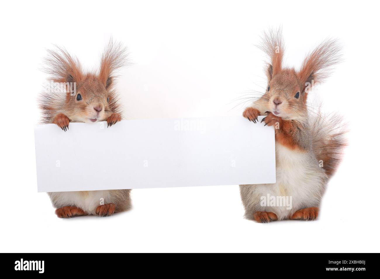 two squirrel with sheet for a text writing Stock Photo - Alamy