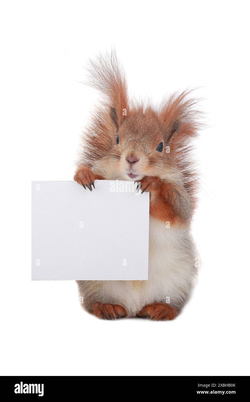 squirrel with sheet for a text writing Stock Photo - Alamy