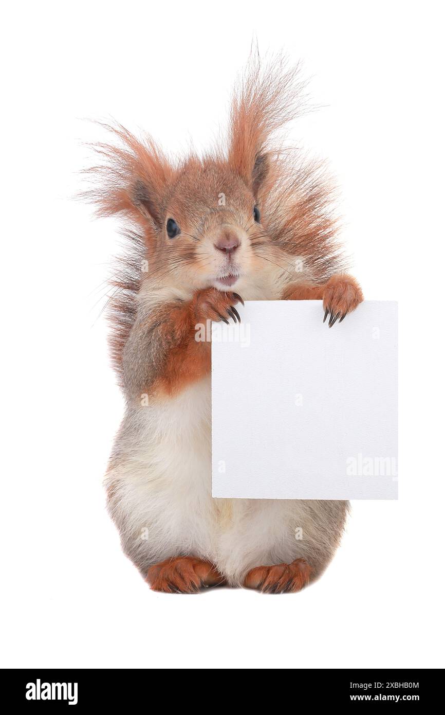 squirrel with sheet for a text writing Stock Photo - Alamy