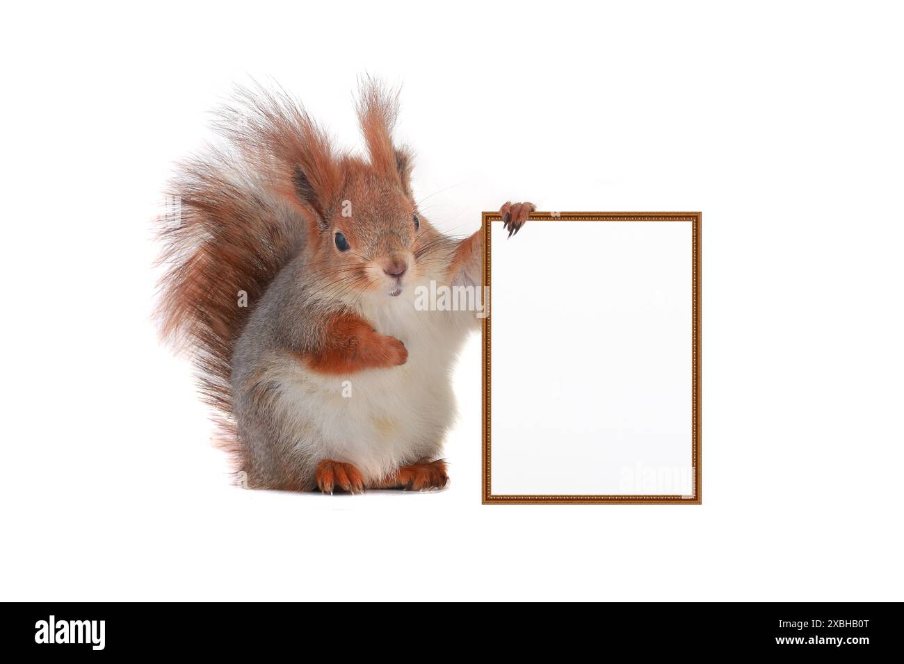 Cute little sitting squirrel Cut Out Stock Images & Pictures - Alamy