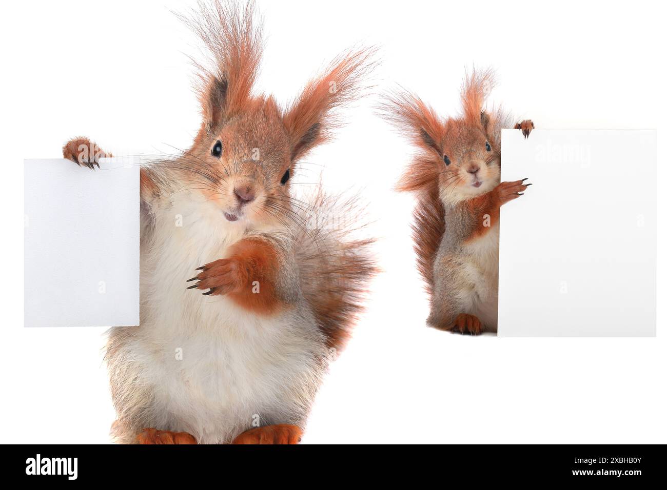 squirrel with sheet for a text writing Stock Photo - Alamy