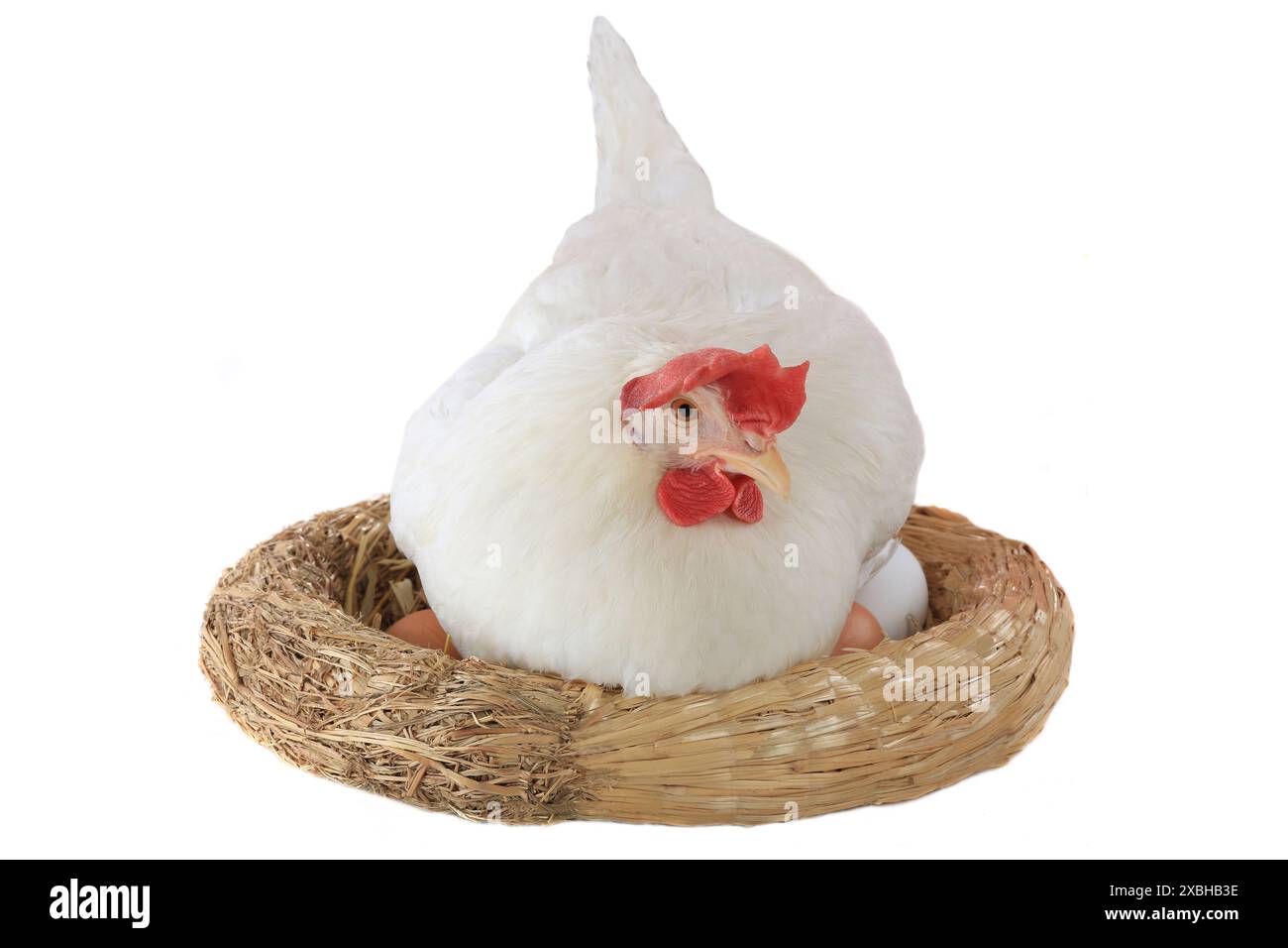 hen white background sitting on a nest Stock Photo - Alamy