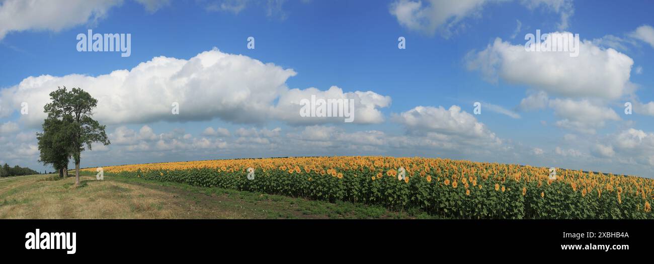 Wonderful panoramic view field of sunflowers Stock Photo - Alamy