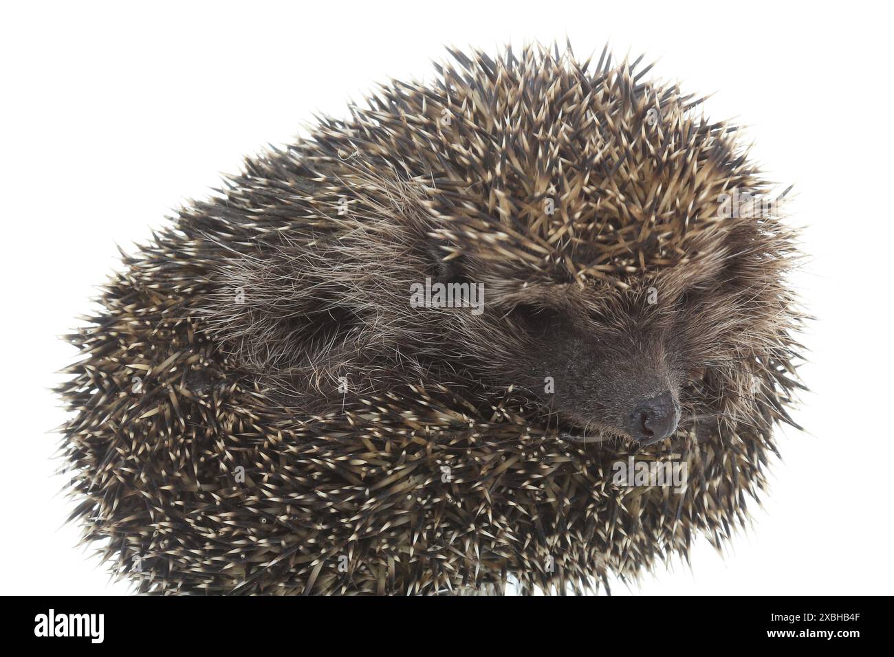 Hedgehog front paw hi-res stock photography and images - Alamy