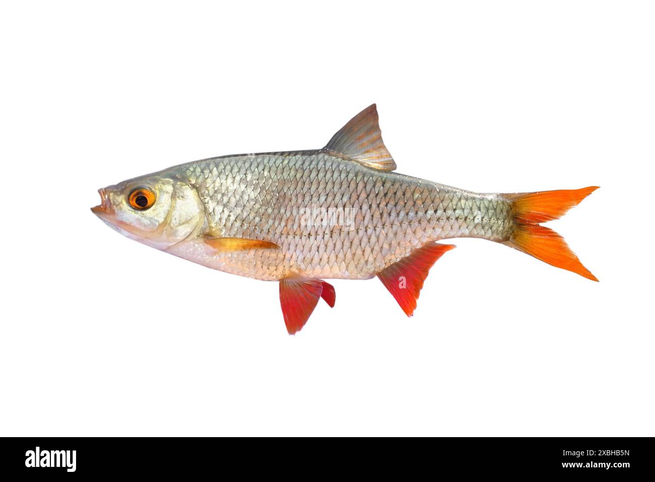 Roach pond hi-res stock photography and images - Alamy