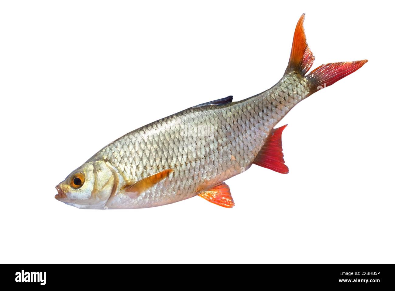 Fish river roach sea Cut Out Stock Images & Pictures - Alamy