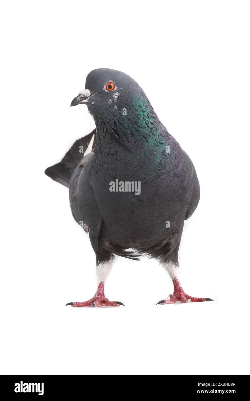 Black dove hi-res stock photography and images - Alamy