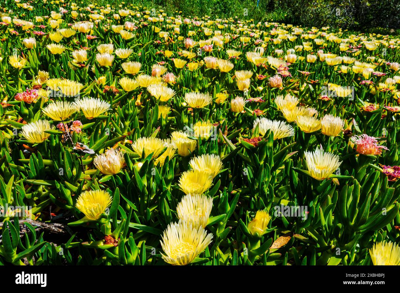 Yellow succulent flowers; Carpobrotus edulis; hottentot-fig; sour fig ...