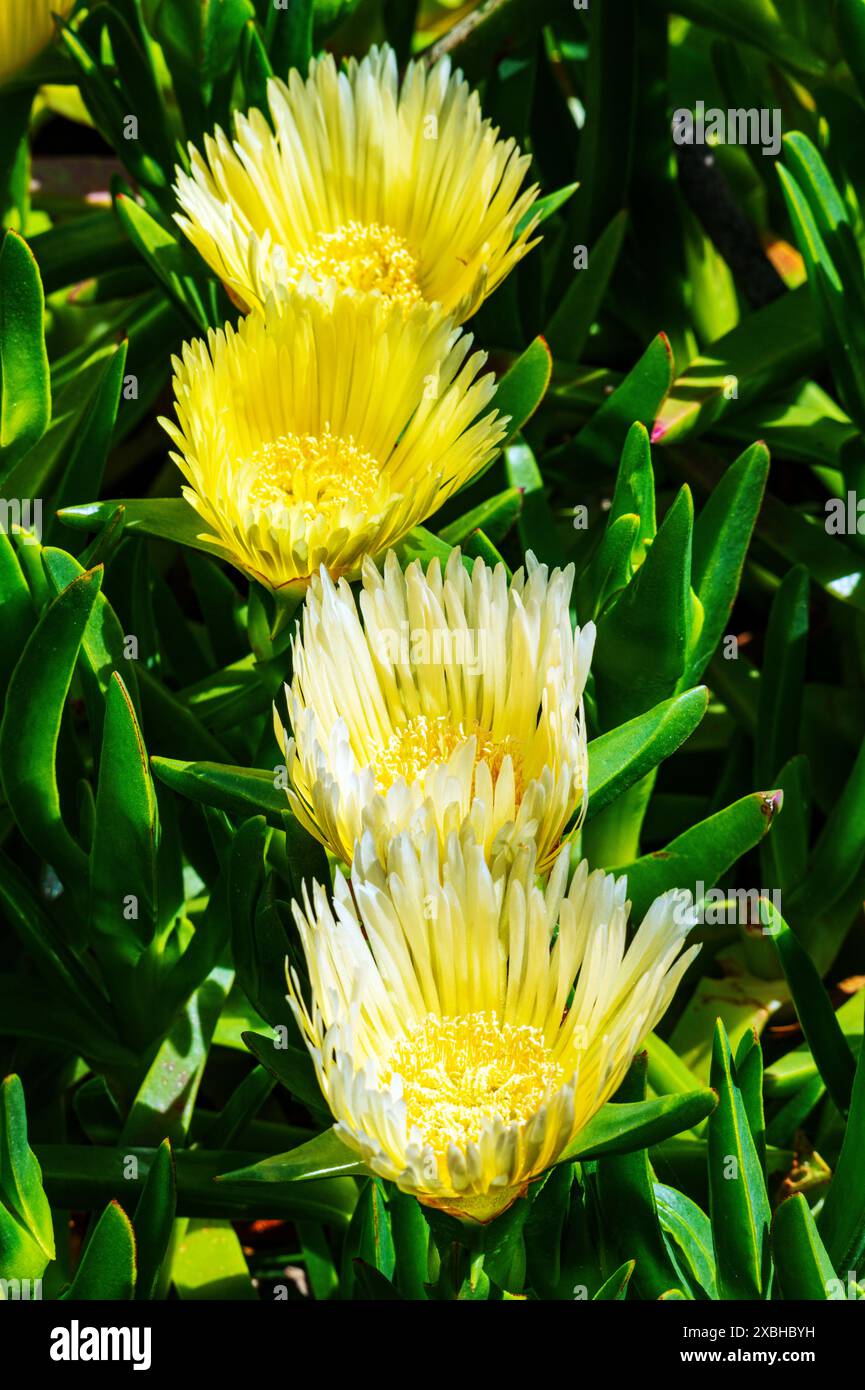 Yellow succulent flowers; Carpobrotus edulis; hottentot-fig; sour fig ...