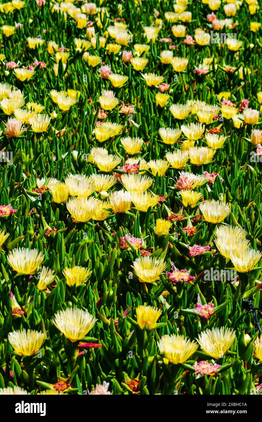 Yellow succulent flowers; Carpobrotus edulis; hottentot-fig; sour fig ...