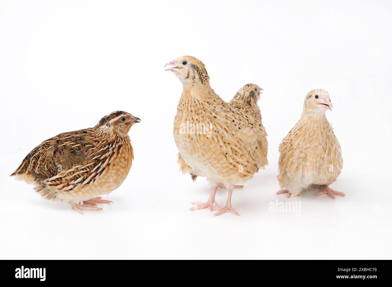 adult quail isolated on white background Stock Photo - Alamy