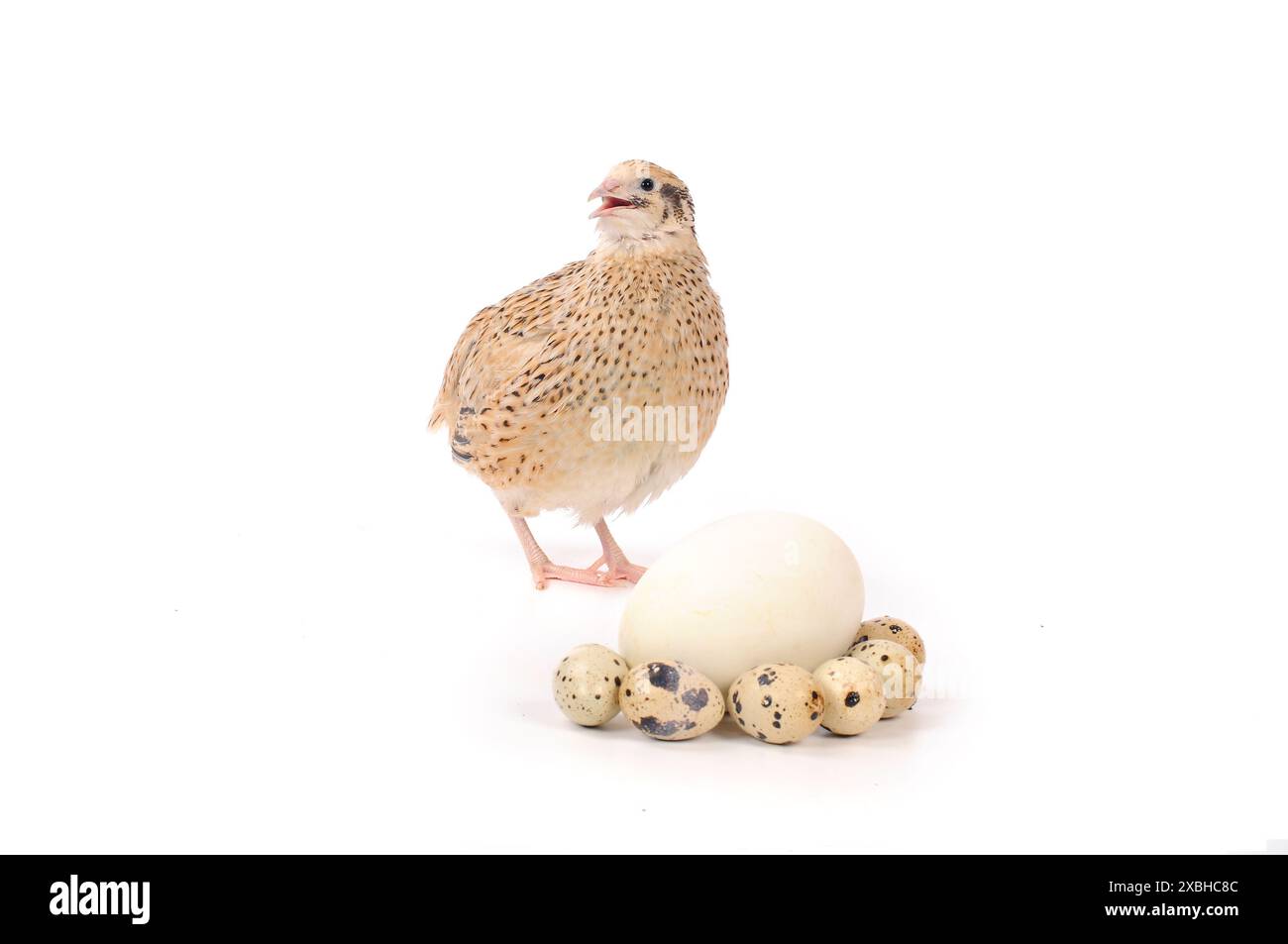 adult quail isolated on white background Stock Photo - Alamy