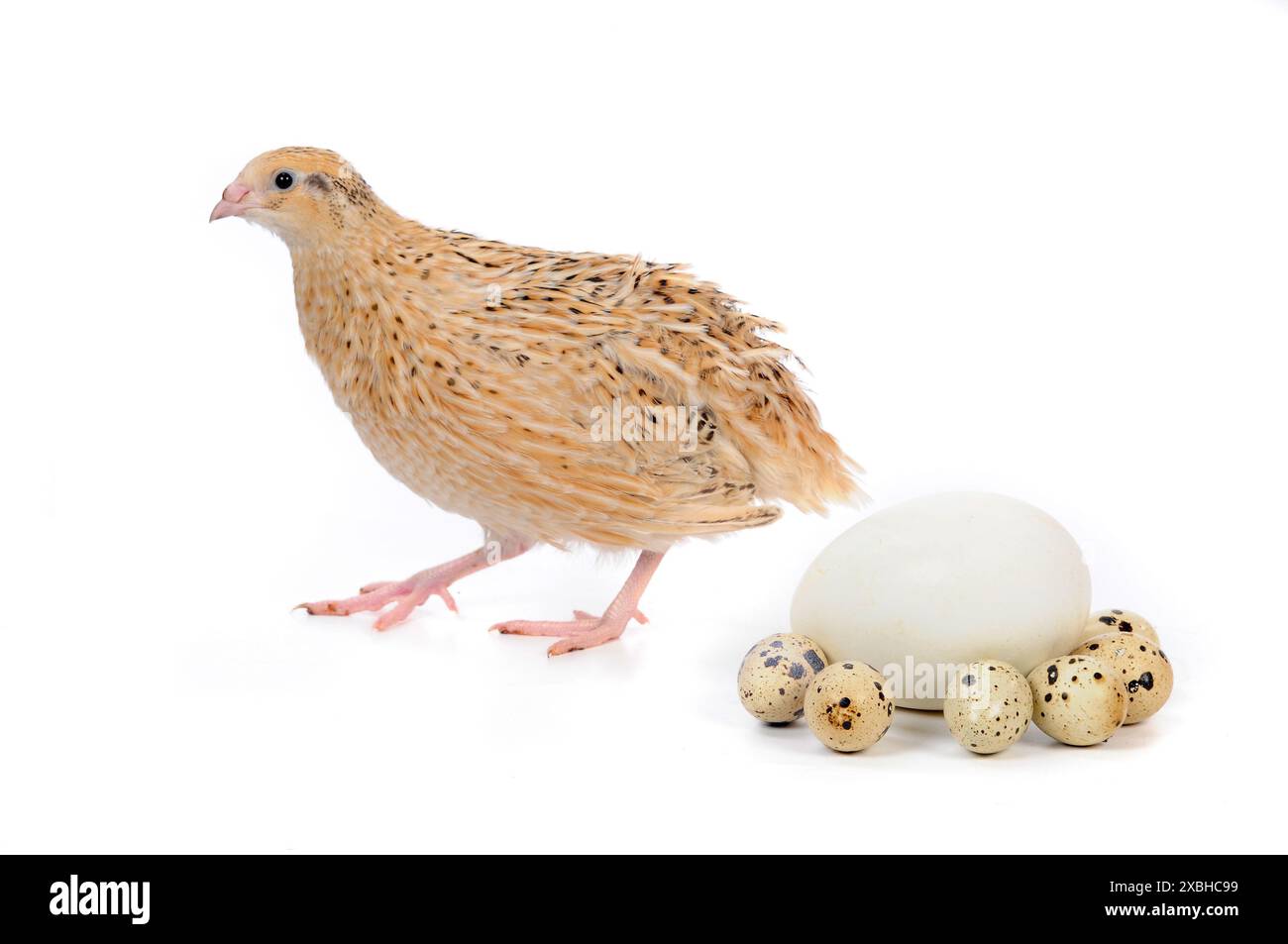 adult quail isolated on white background Stock Photo - Alamy