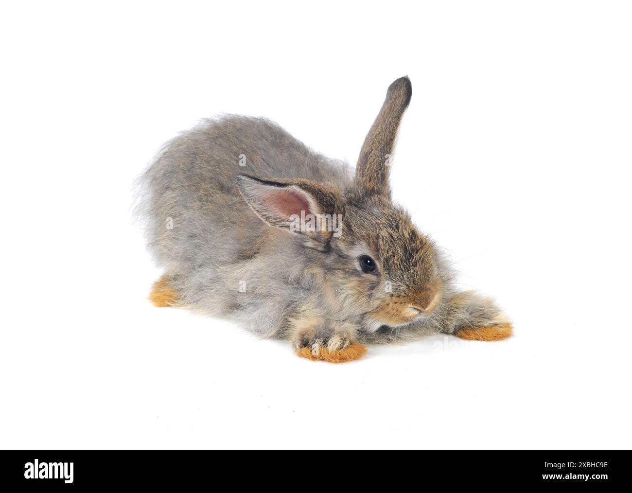 Rabbit farming Cut Out Stock Images & Pictures - Alamy