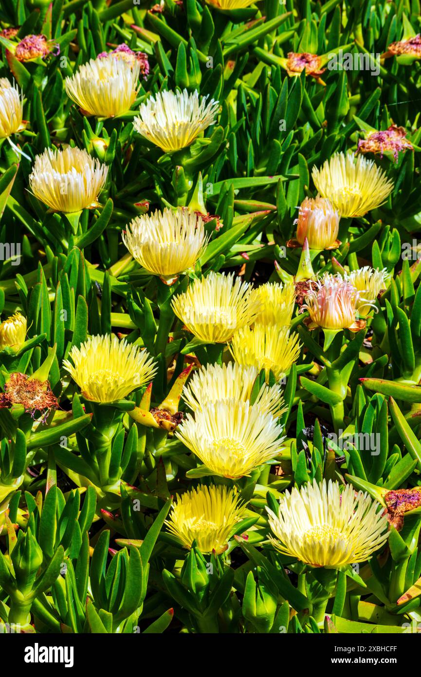 Yellow succulent flowers; Carpobrotus edulis; hottentot-fig; sour fig ...