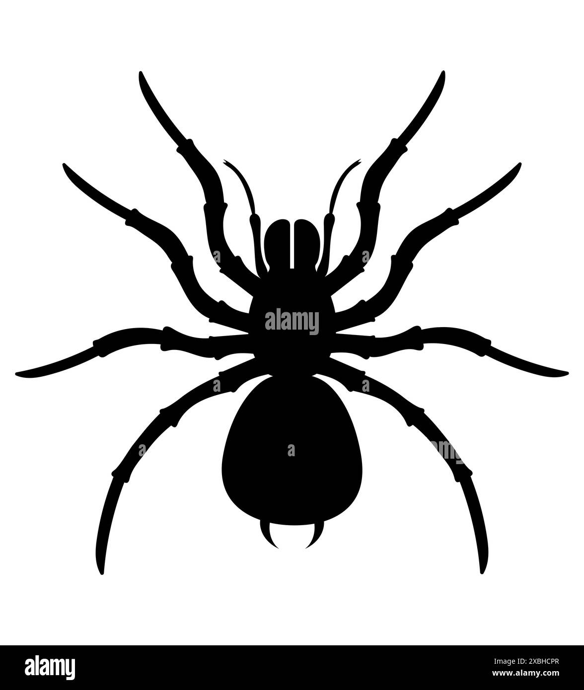 Insects collection on white Black and White Stock Photos & Images - Alamy