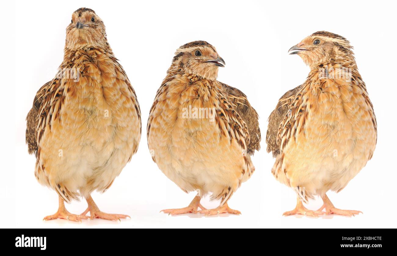 adult quail isolated on white background Stock Photo - Alamy