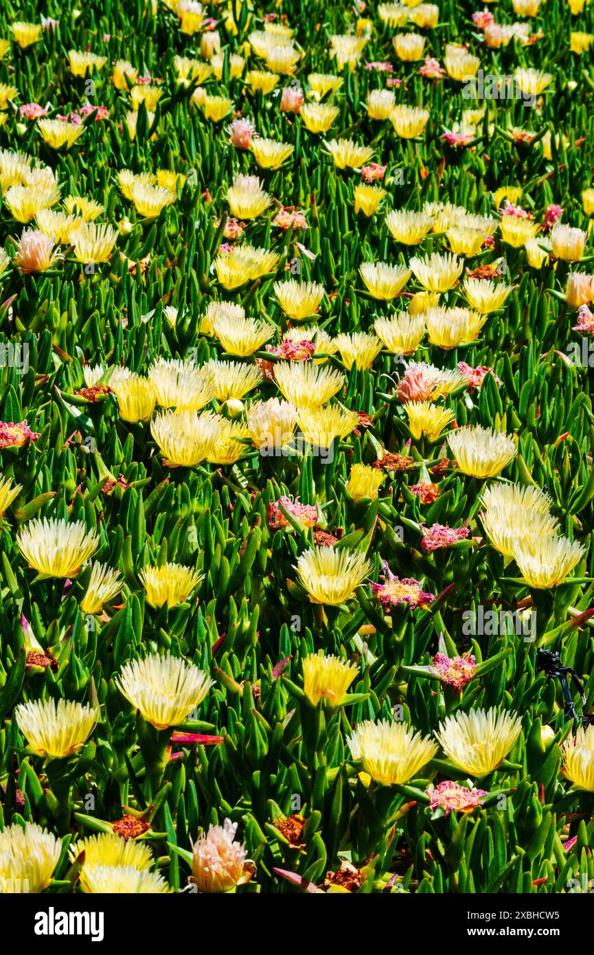 Sour el hi-res stock photography and images - Alamy