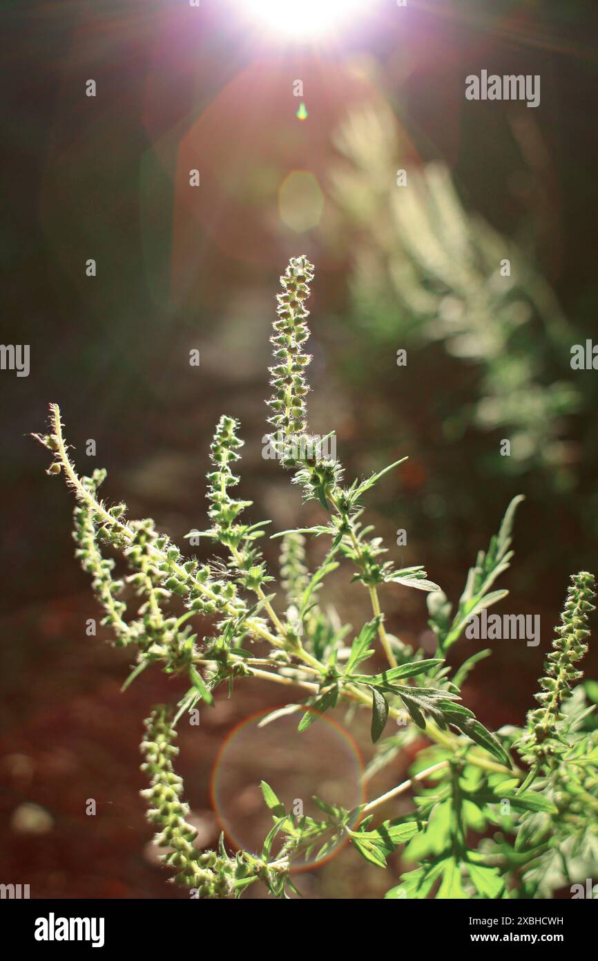 ambrosia blossoming in natural conditions Stock Photo - Alamy