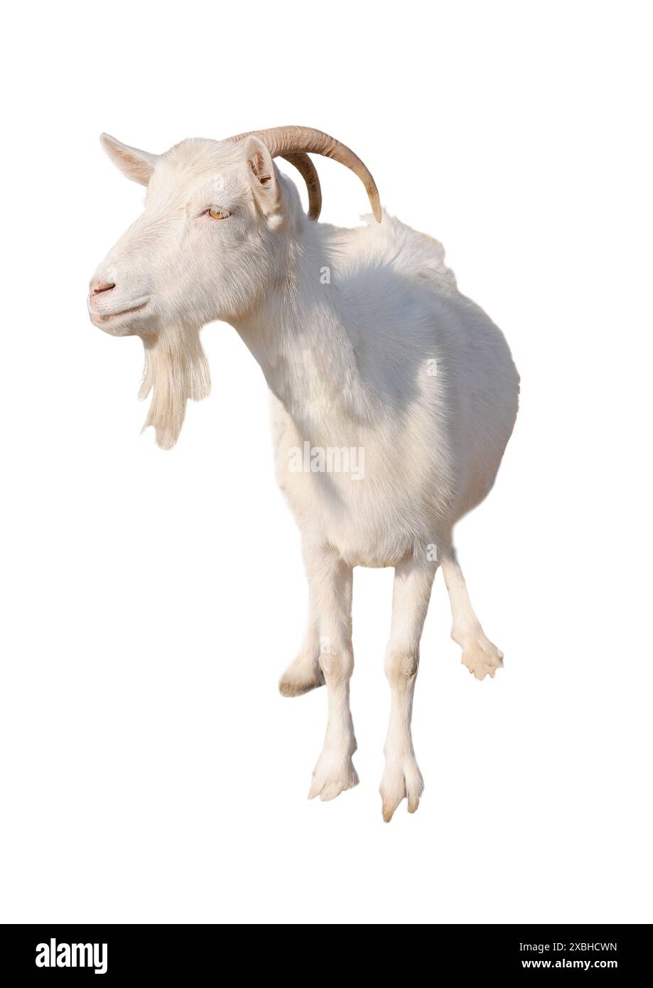 Goat standing up isolated on hi-res stock photography and images - Alamy