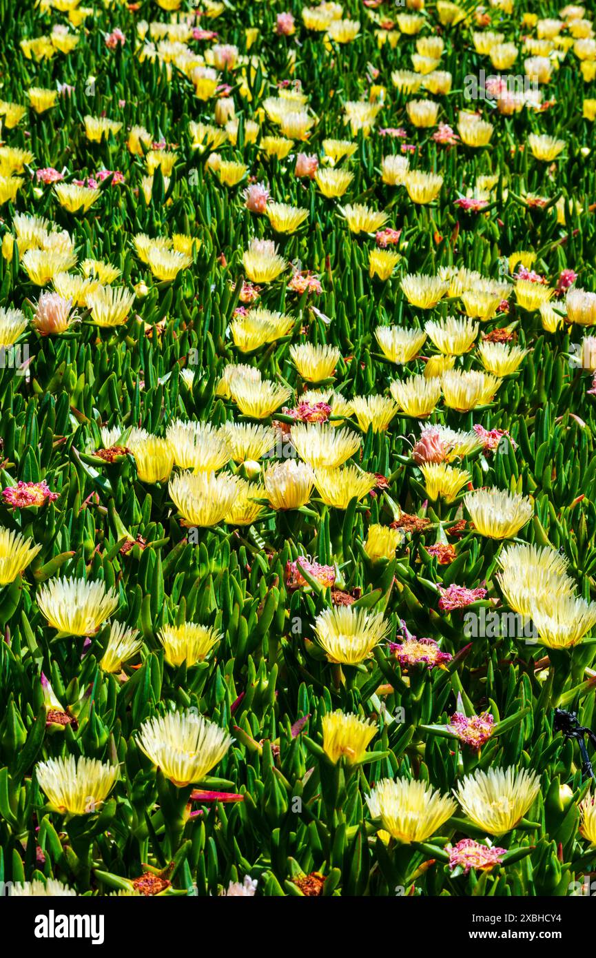 Sour el hi-res stock photography and images - Alamy