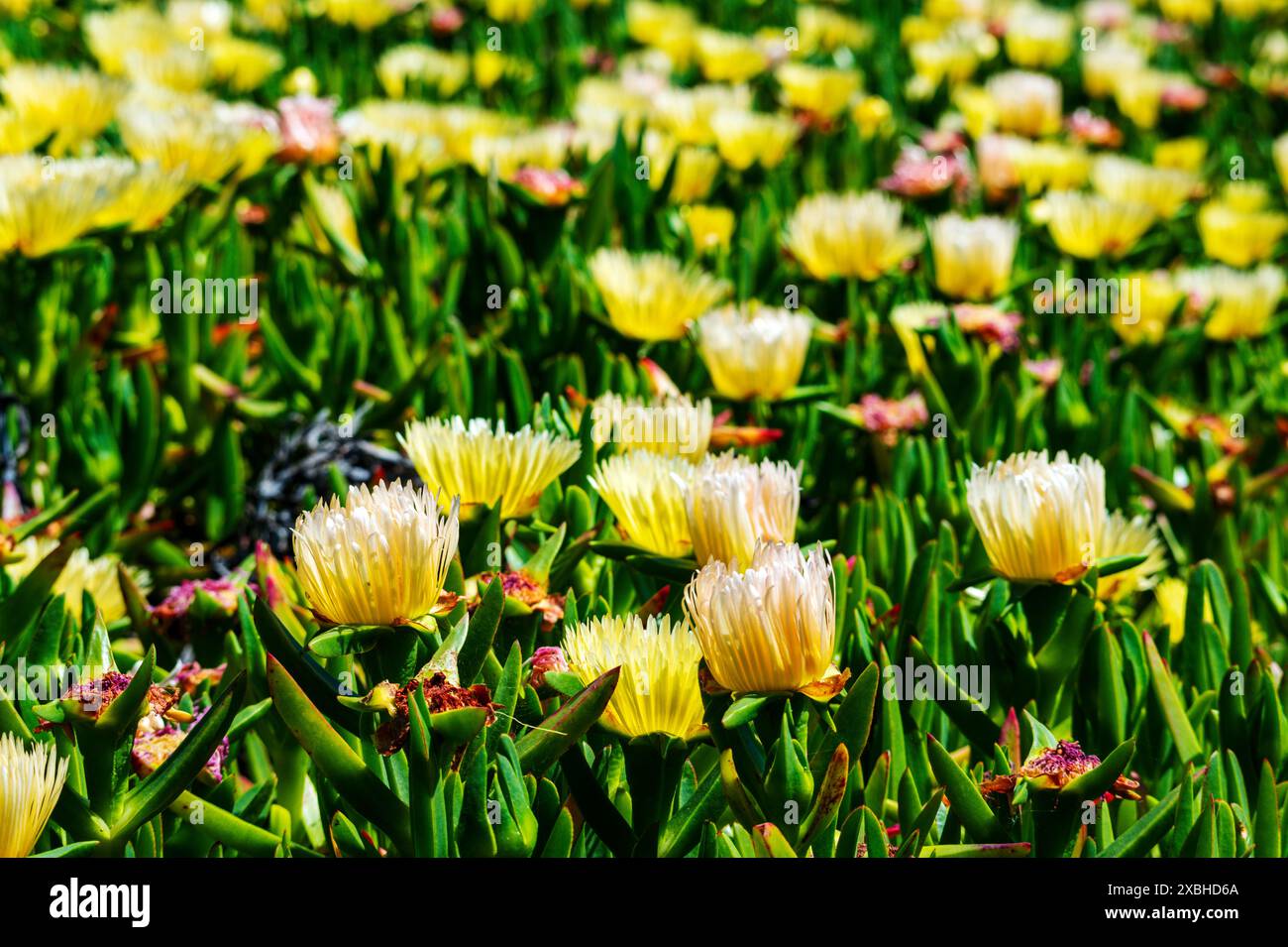 Yellow succulent flowers; Carpobrotus edulis; hottentot-fig; sour fig ...