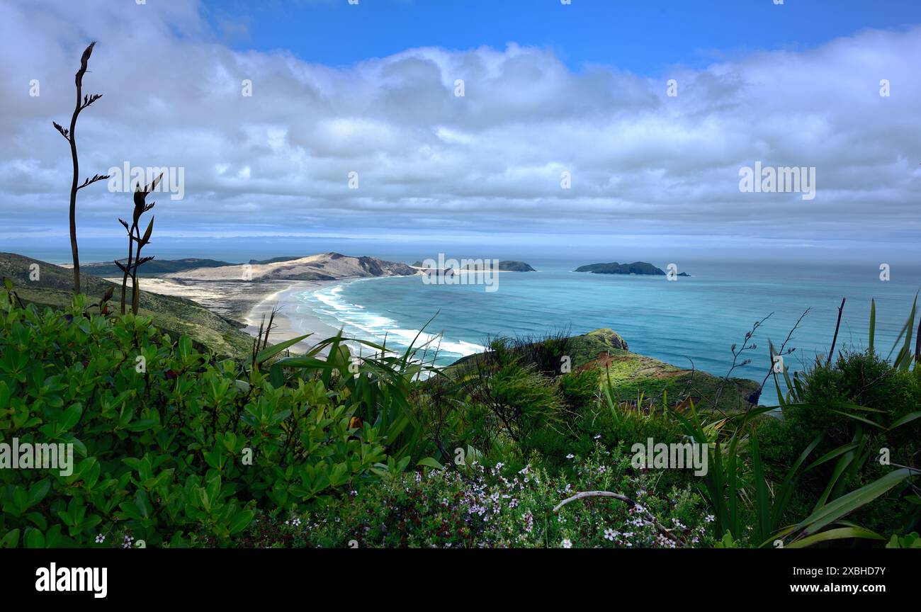 the New Zealand flax of Cape Reinga, New Zealand Stock Photo - Alamy