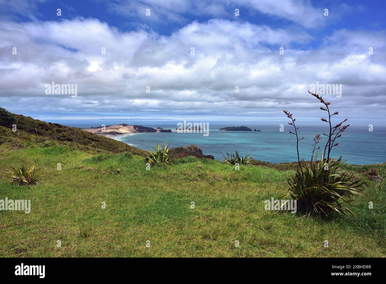 New zealand Flax high above Cape Reinga, New Zealand Stock Photo - Alamy
